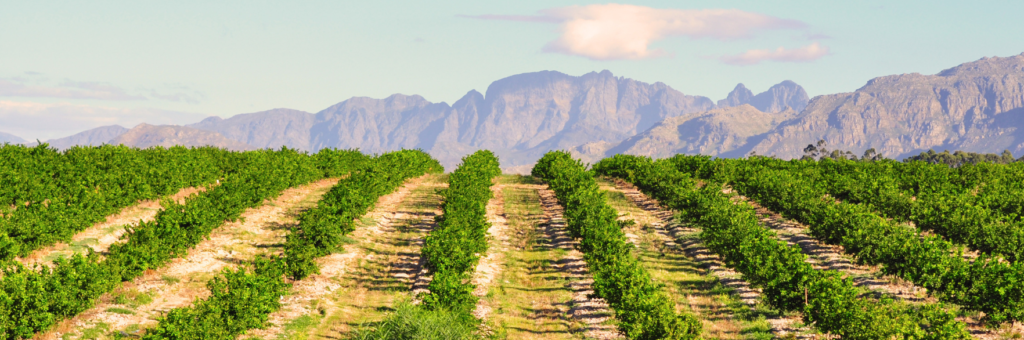 El papel de los probióticos en el mantenimiento de un microbioma sano ...